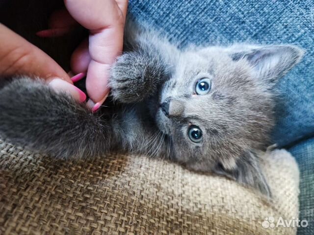 Котик в добрые руки