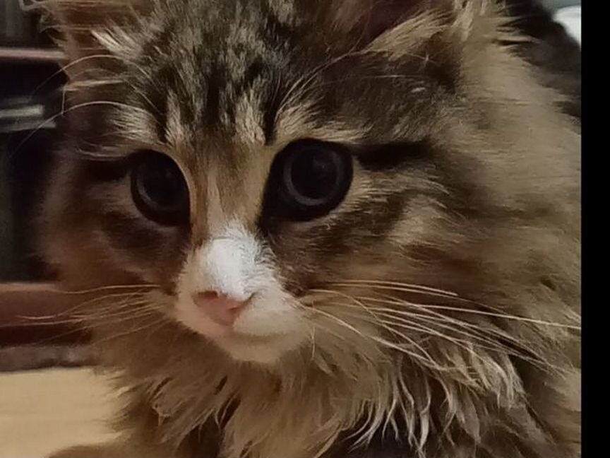 Котенок Лапа ищет дом