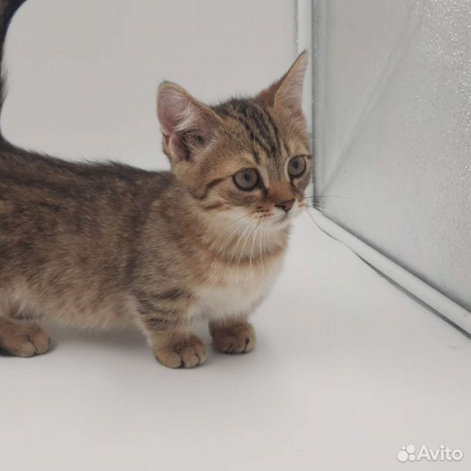 Манчкин котик стандарт