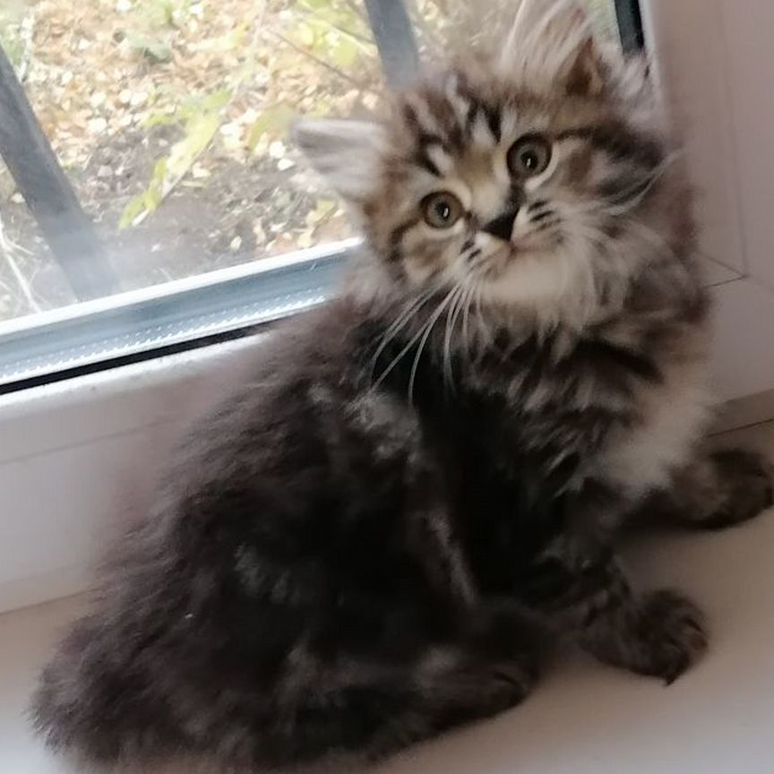 Одам котенка в добрые руки