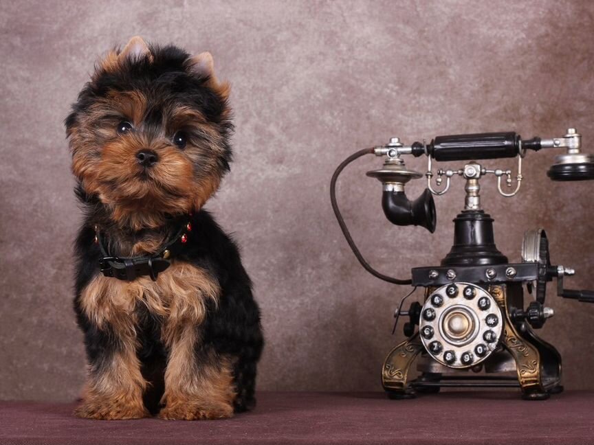 Йоркширский яркий малыш Лионель РКФ