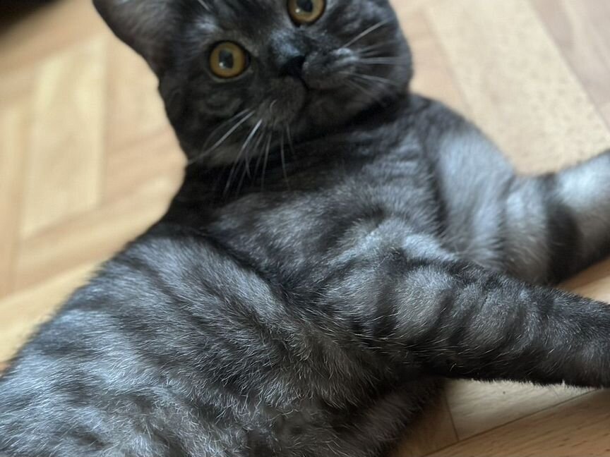 Отдадим шотланского котика