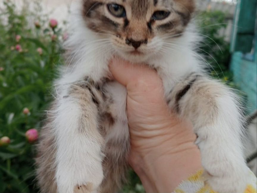 Кошки в добрые руки