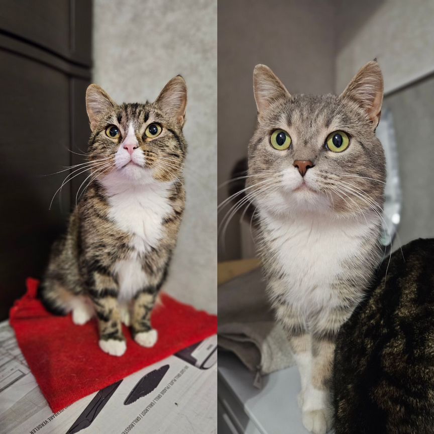 Кот и кошечка в самые добрые руки