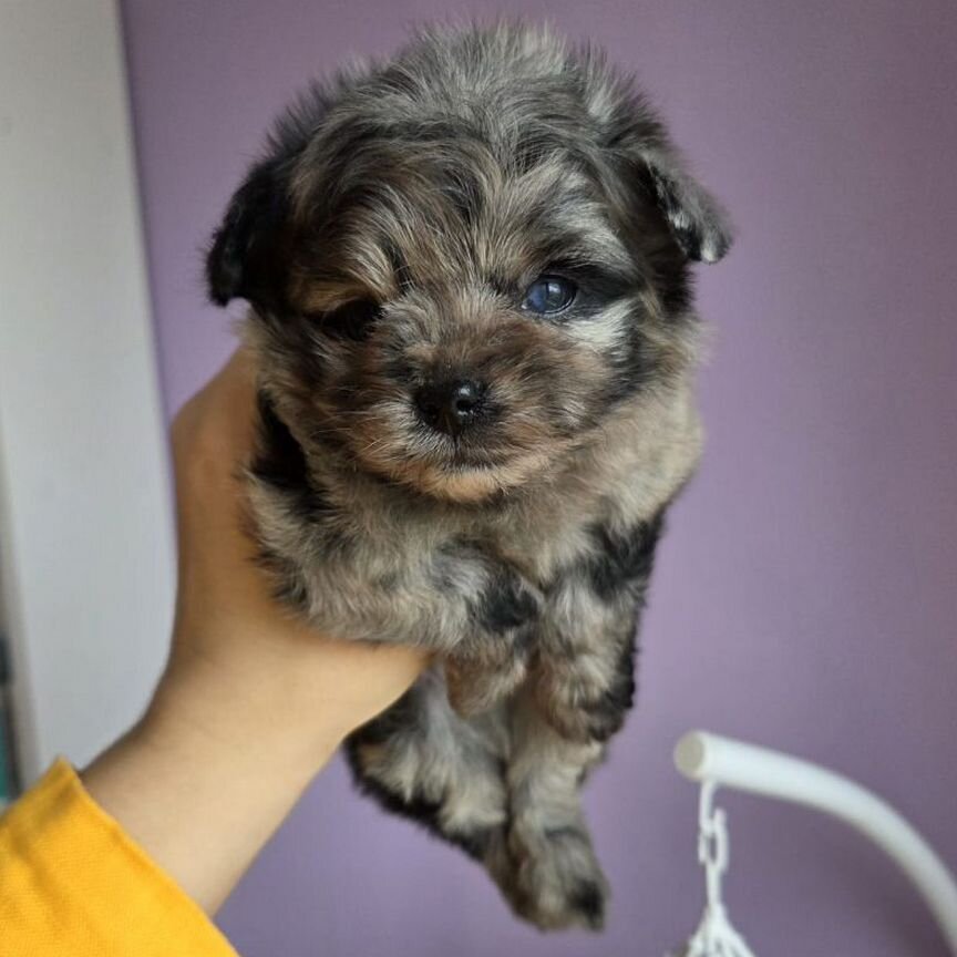 Мальтипу, щенок