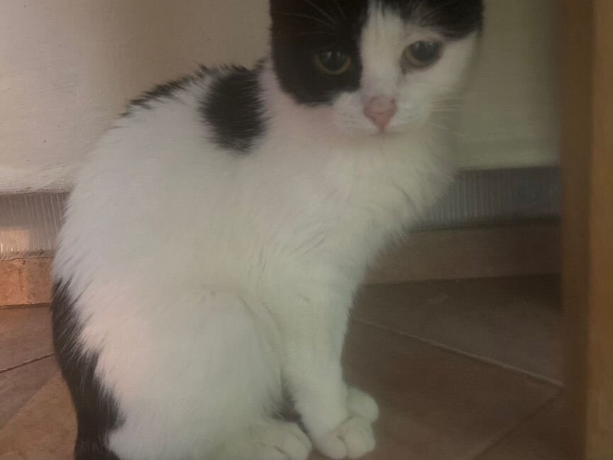 Кошка бело-черная,вес до 1,5-2х кг
