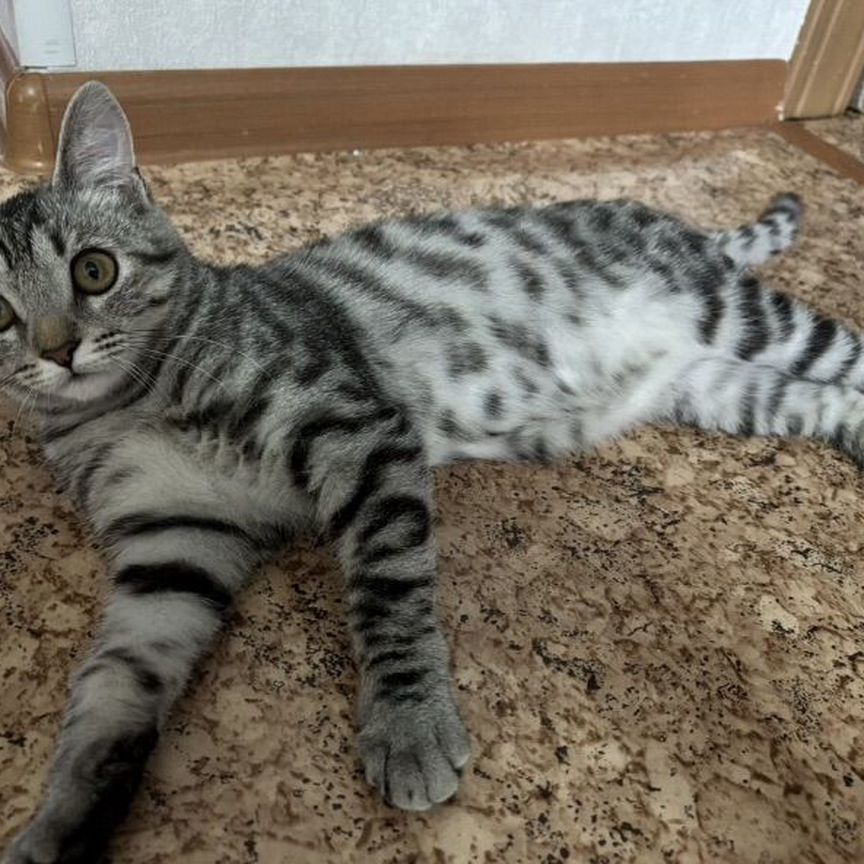 Котенок девочка 4 месяца