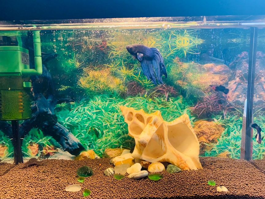 Аквариум с рыбками