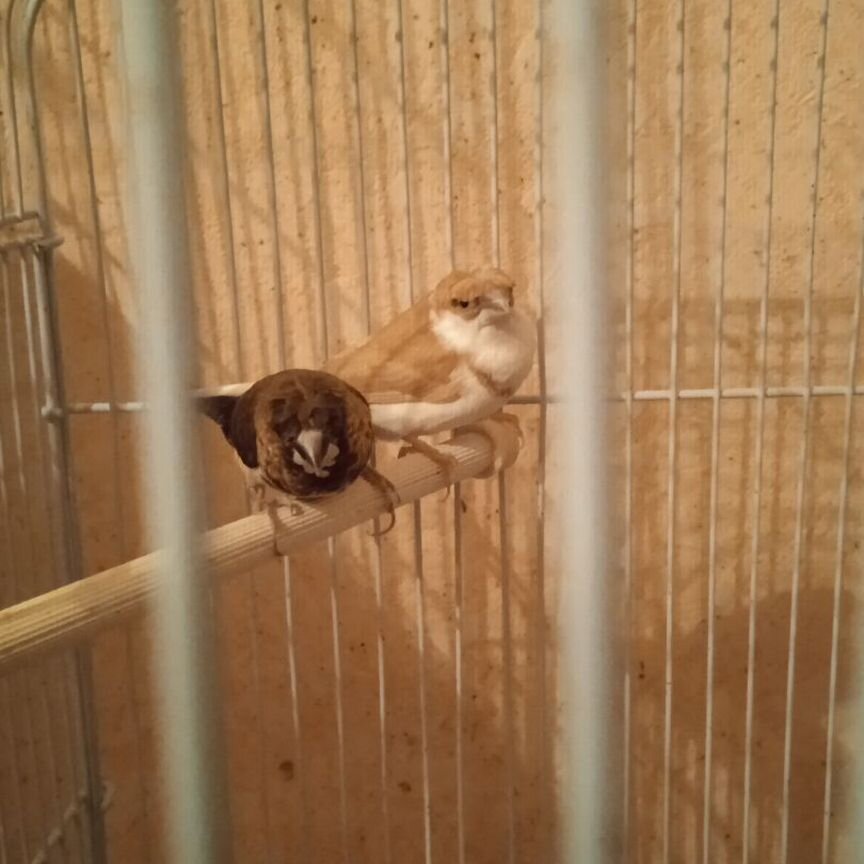 Японские амадины