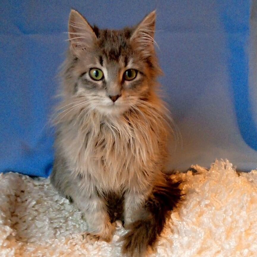 Элитный мальчик Мейн-кун