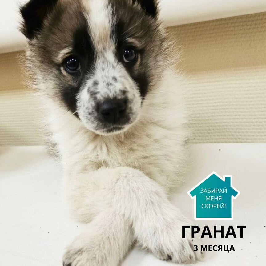 Красавец Гранат