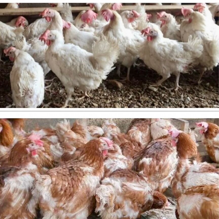 Куры старка 12-15 месяцев несутся