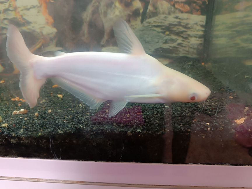 Пангасиус сом альбинос