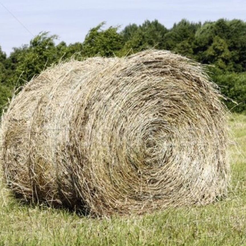 Продам сено в рулонах