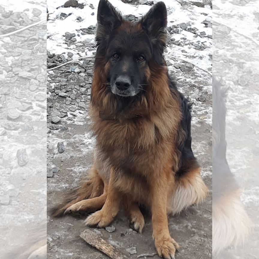 Немецкая овчарка, щенок