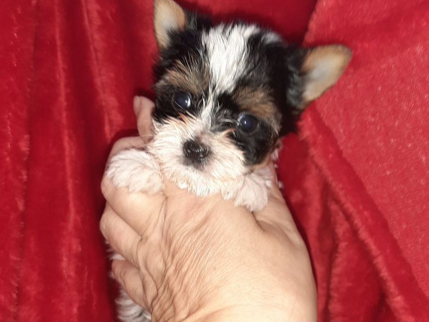 Бивер терьер щенки девочки