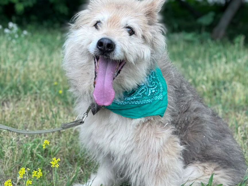 Старенький Кеша мечтает о доме