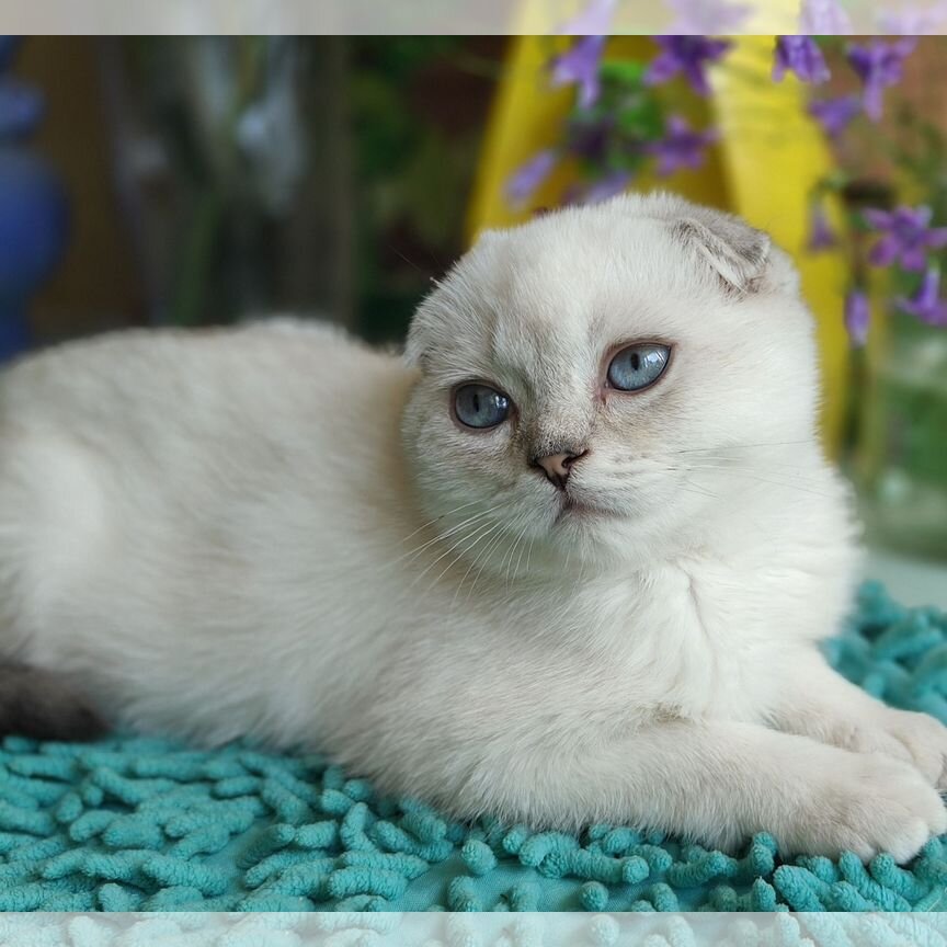 Шотландский вислоухий котик колор поинт