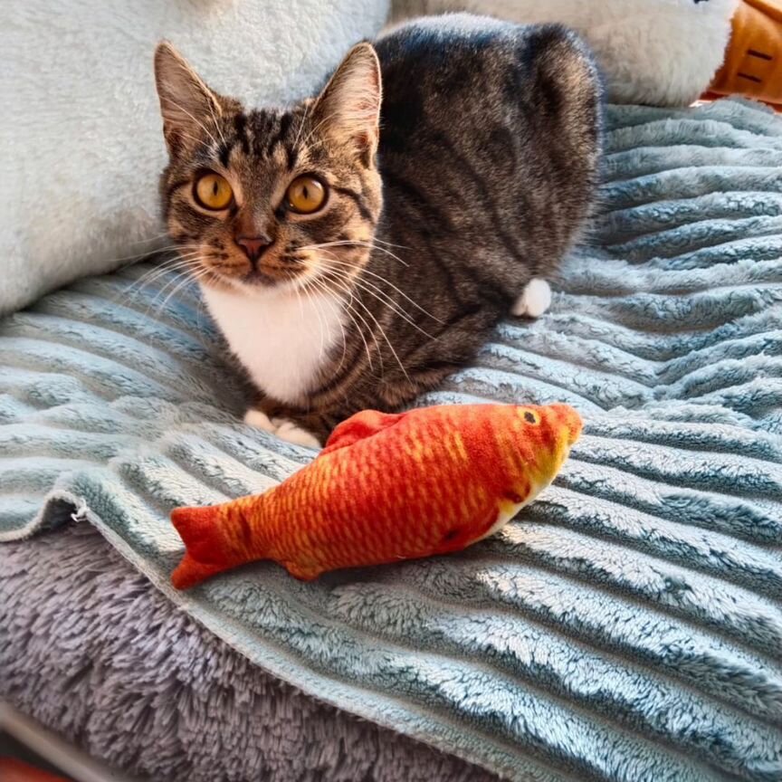 Котенок в добрые руки