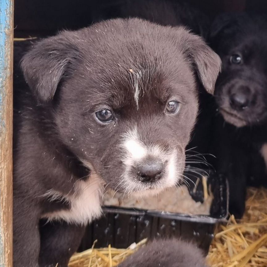 Щенки бесплатно