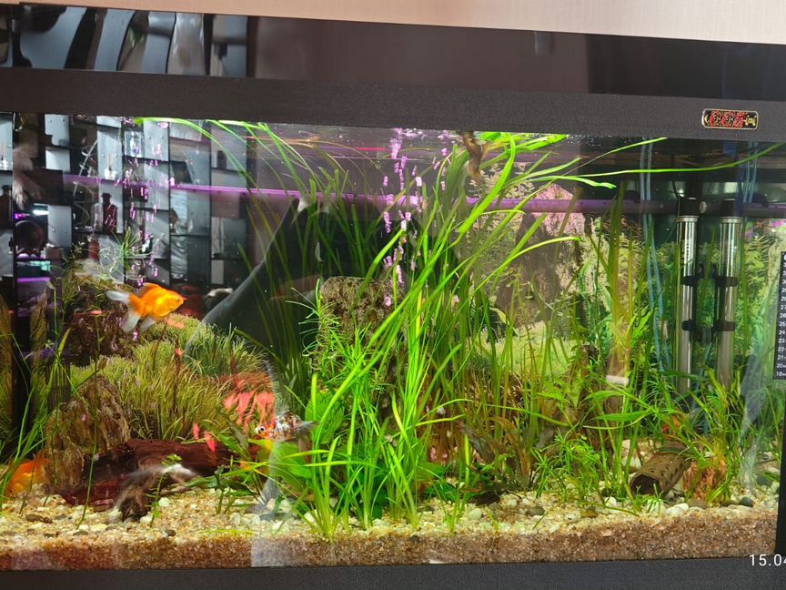 Готовый аквариум