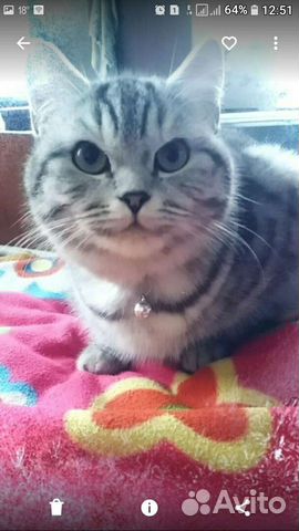Кошка шотландская с документами