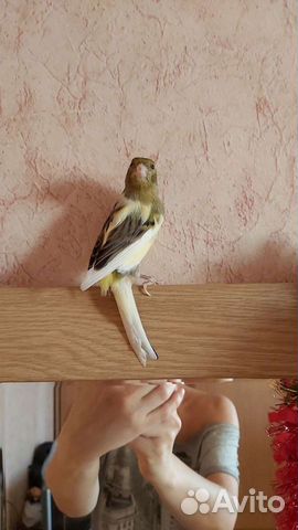 Канарейка с клеткой