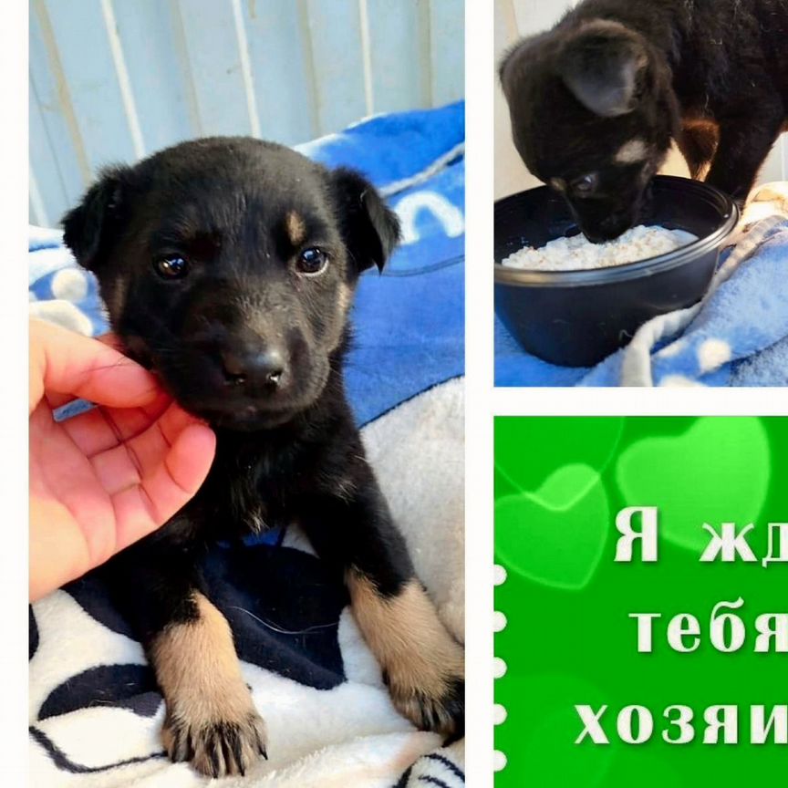 Щенок выживает на улице