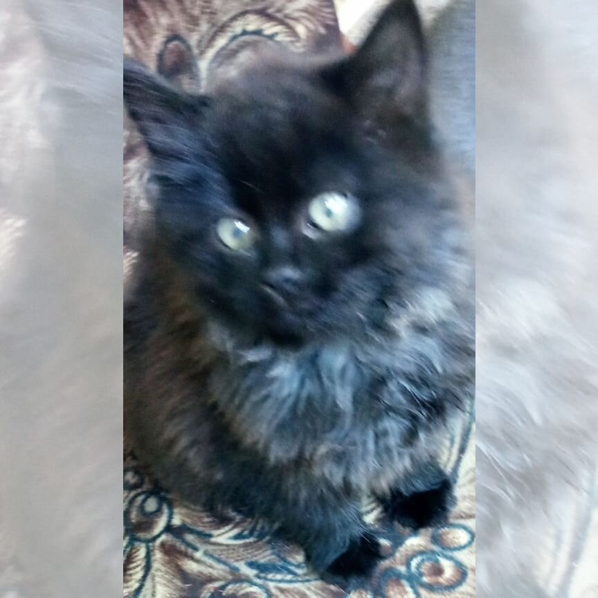 Котик мальчик