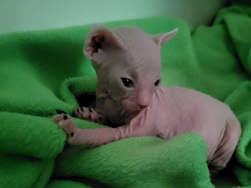 Канадский сфинкс котенок мальчик