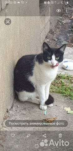 Отдам бесплатно