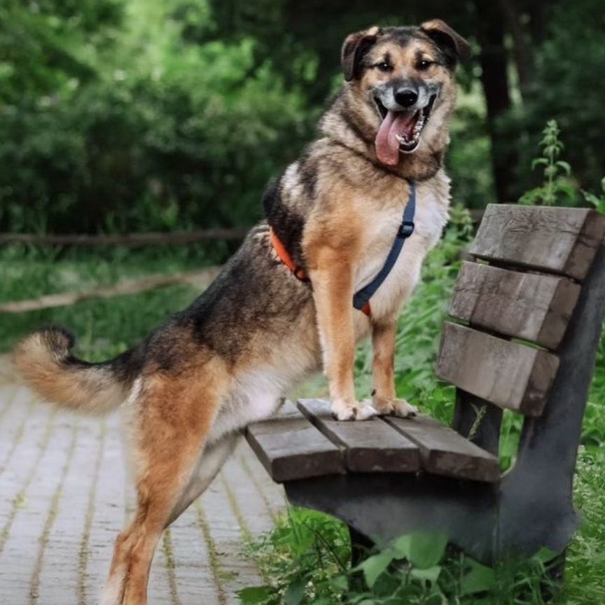 Взрослый пёс в добрые руки