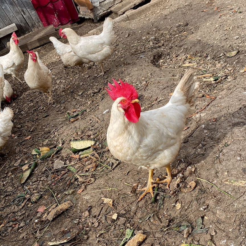 Куры несушки