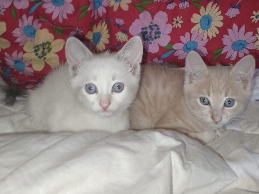 Котята (два мальчика и девочка, светлая)