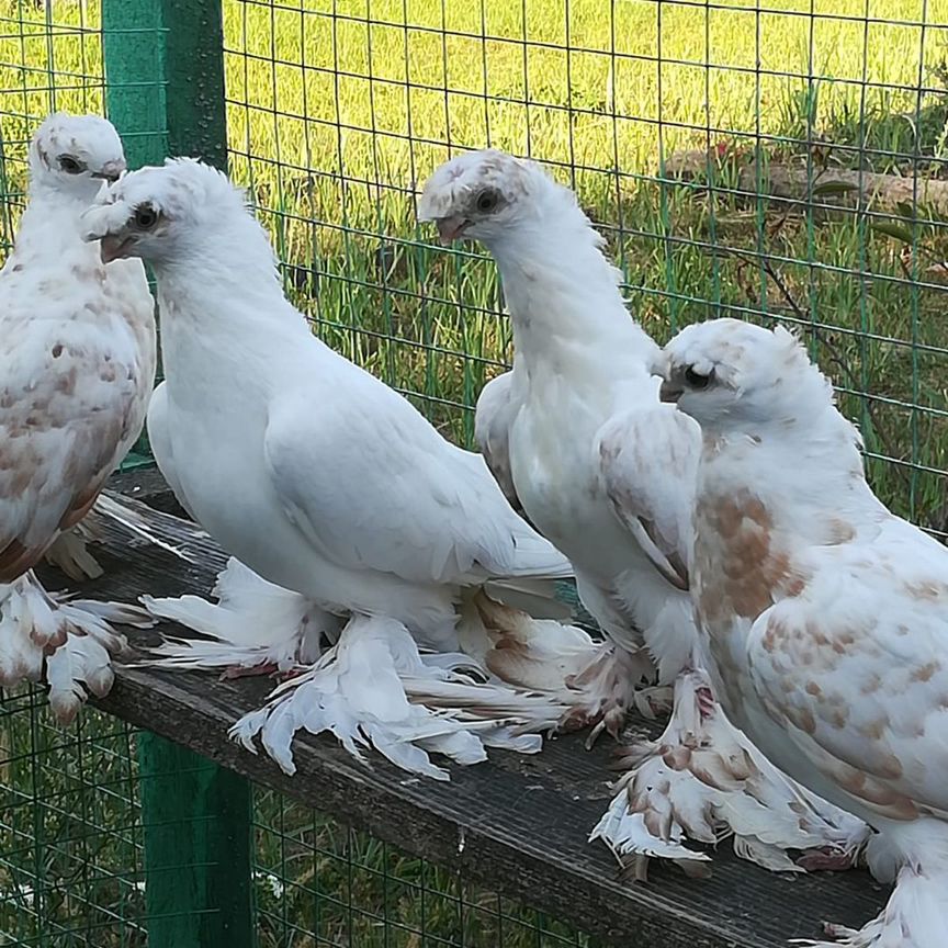 Продажа узбекских голубей