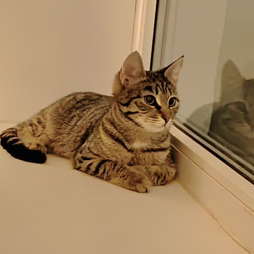 Котёнок в добрые руки