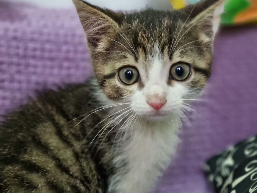 Хозяин, найдись