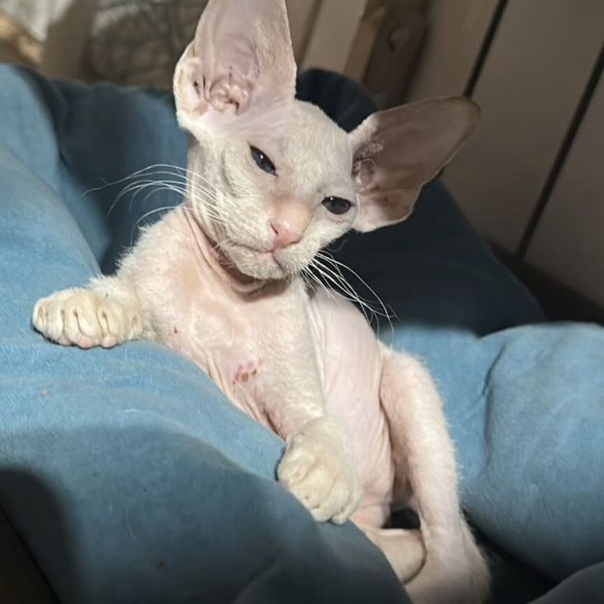 Петерболд котёнок