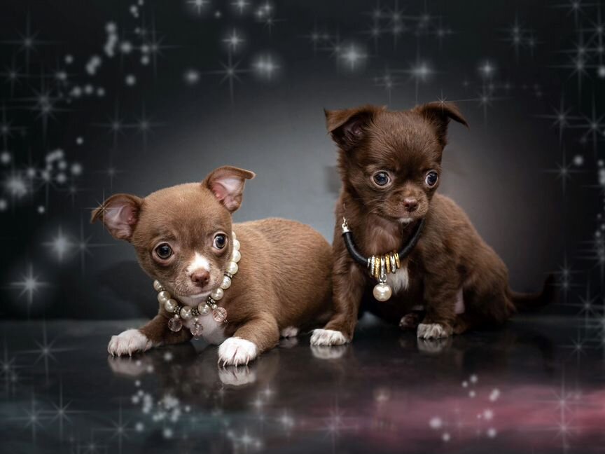 Щенки чихуахуа (девочки)