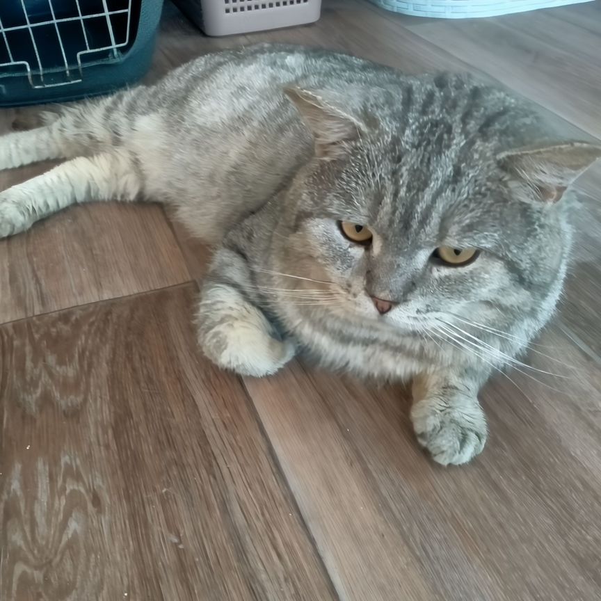 Взрослый кот в добрые руки