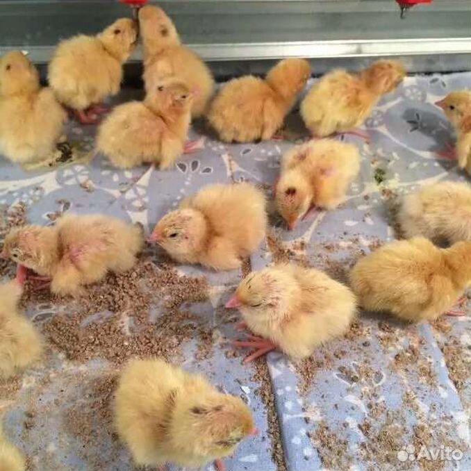 Перепелята недельные