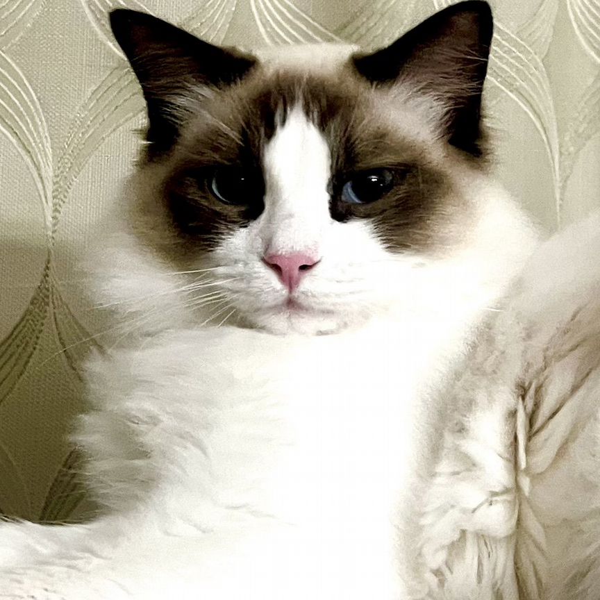 Котята рэгдолл
