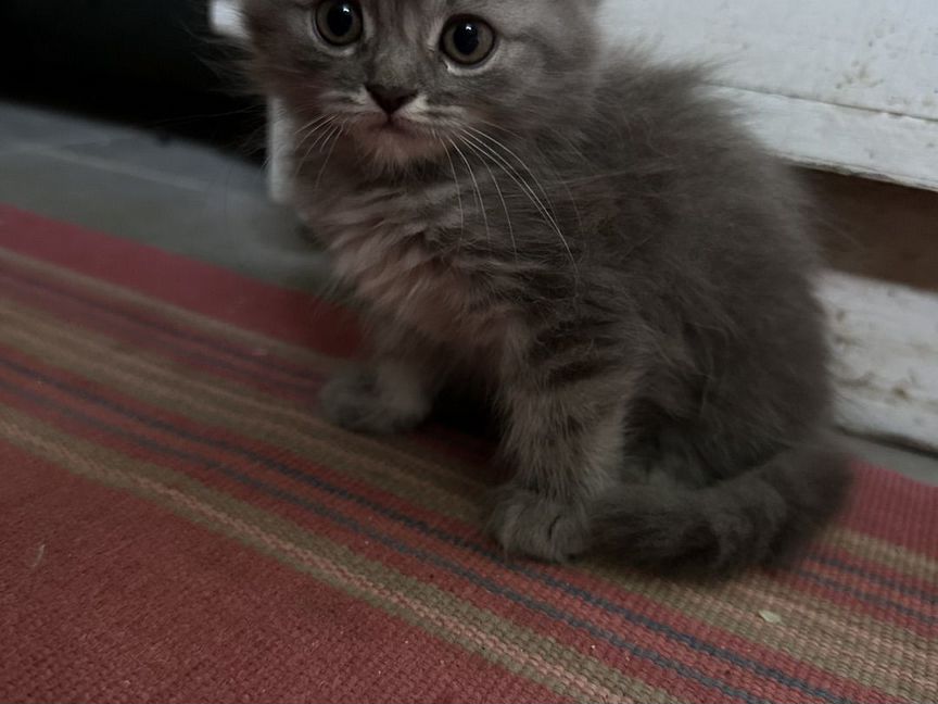 Шотландская прямоушка