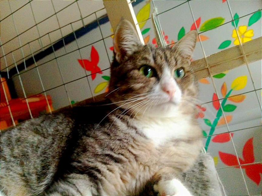 Кошка в дар