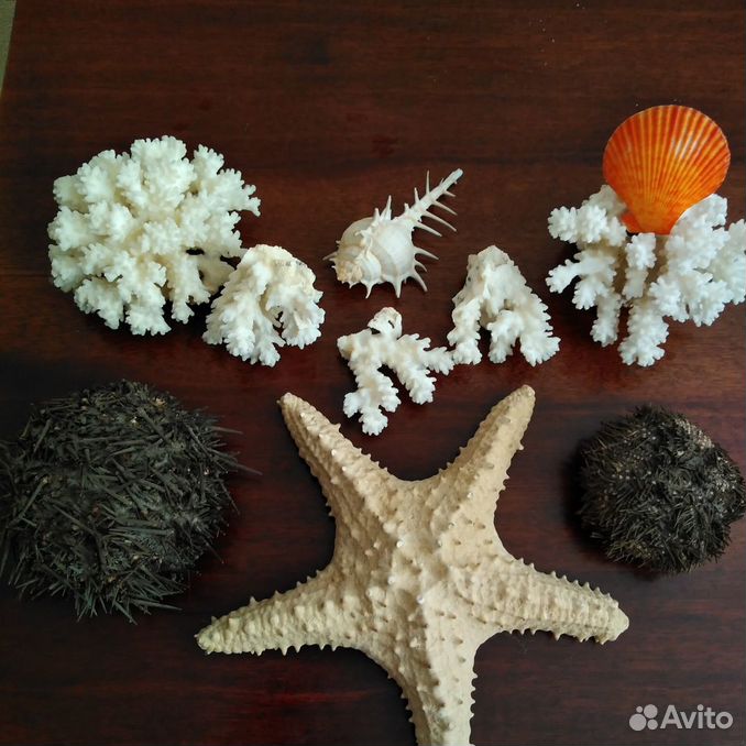 Кораллы, морские ежи, морская звезда