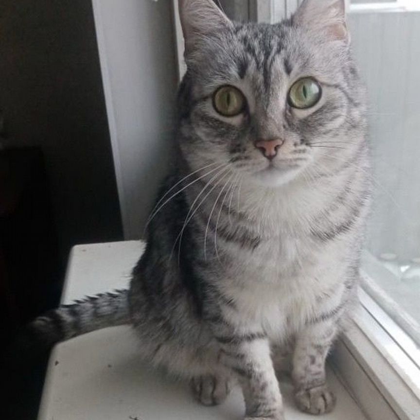 Кошечка Дымка, которую все обижают