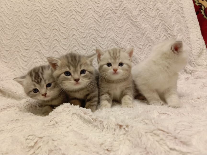 Британские котята