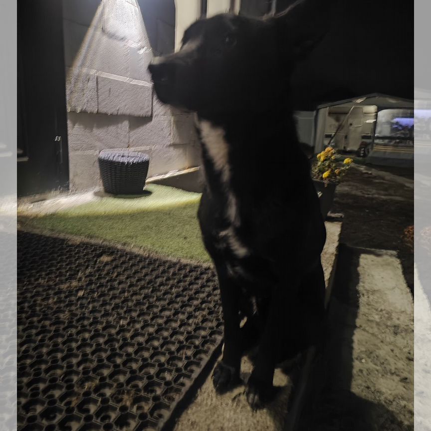 Щенок в добрые руки