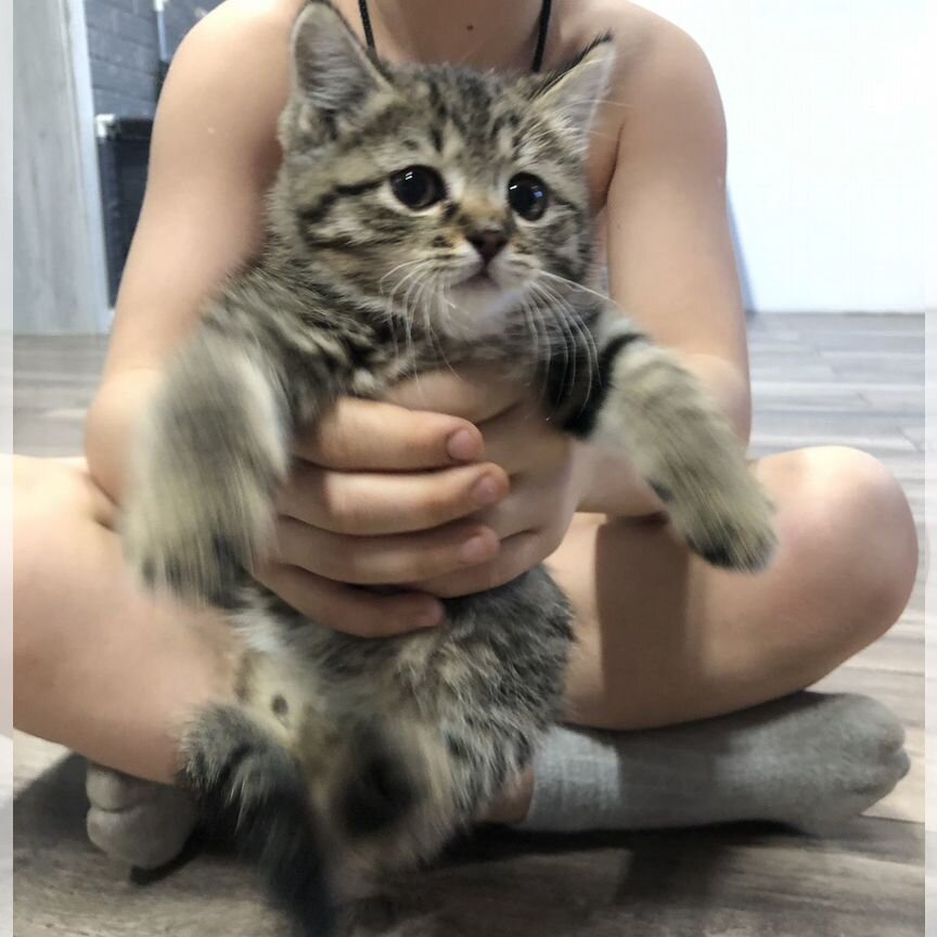 Котёнок в добрые руки