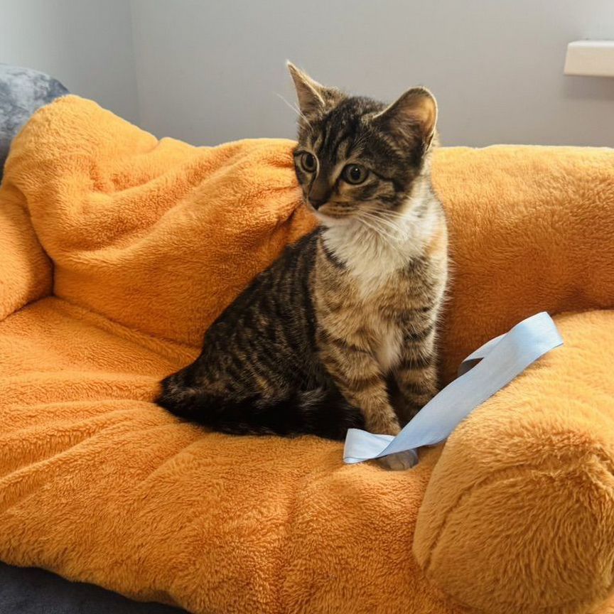 Котёнок в добрые руки